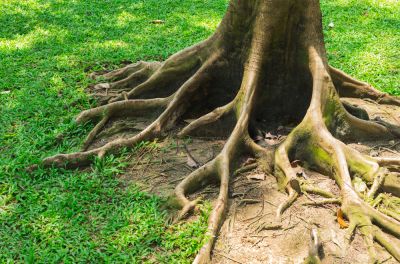 Efficient and Expert Tree Root Removal Services for Your Property